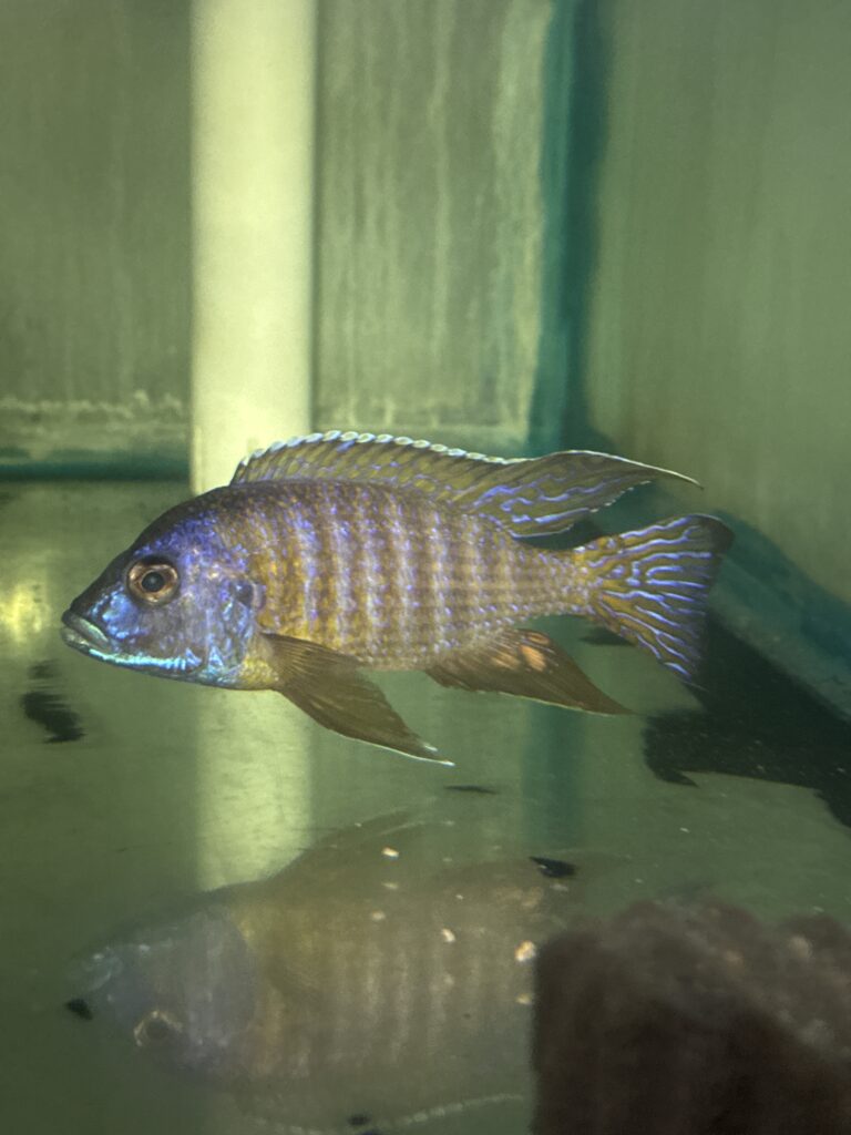 Red Sun (Red Shoulder X Sunshine) Male Tank#81 - PJS Tropical Fish Inc