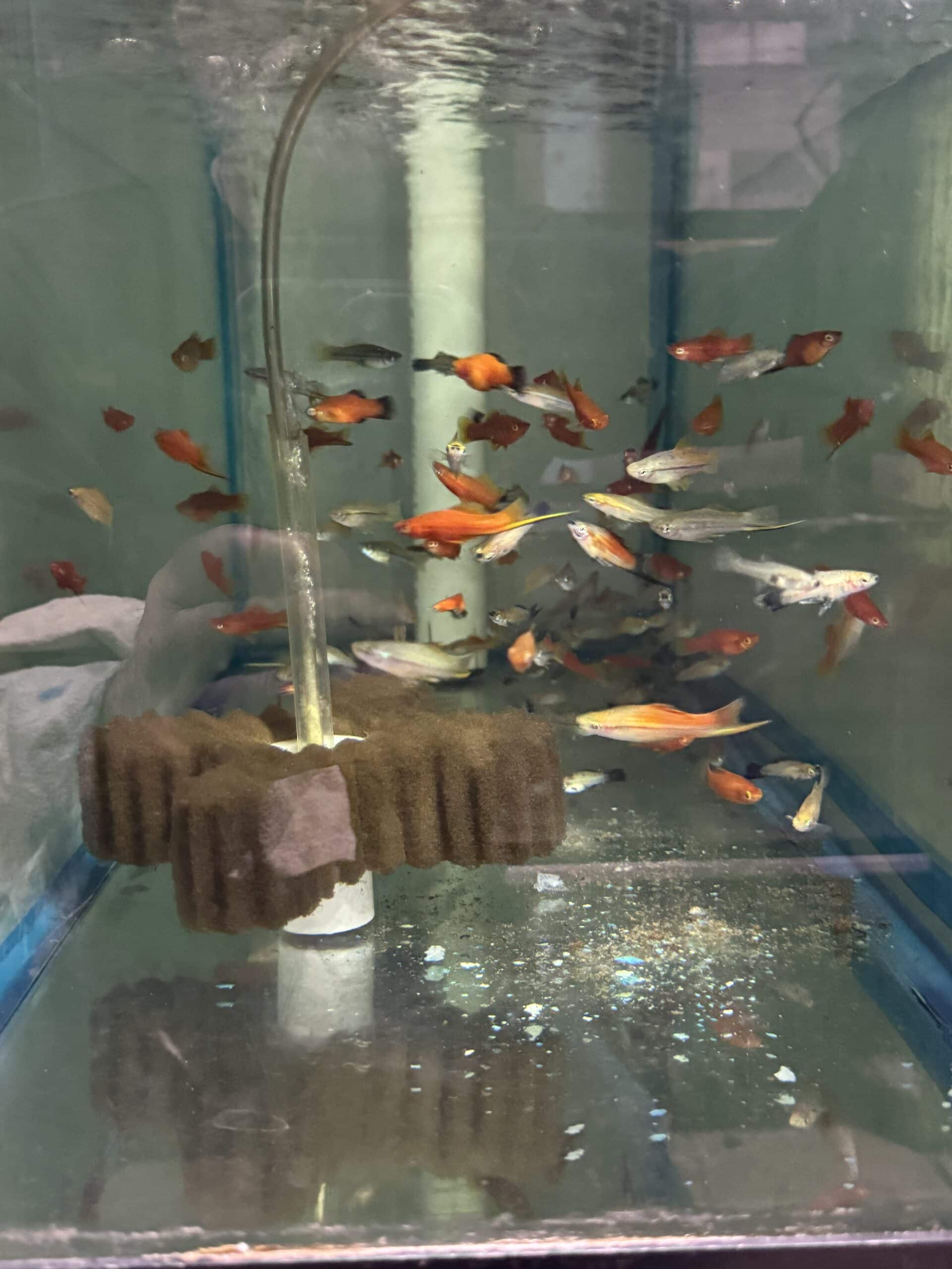 Swordtail Mix - PJS Tropical Fish Inc