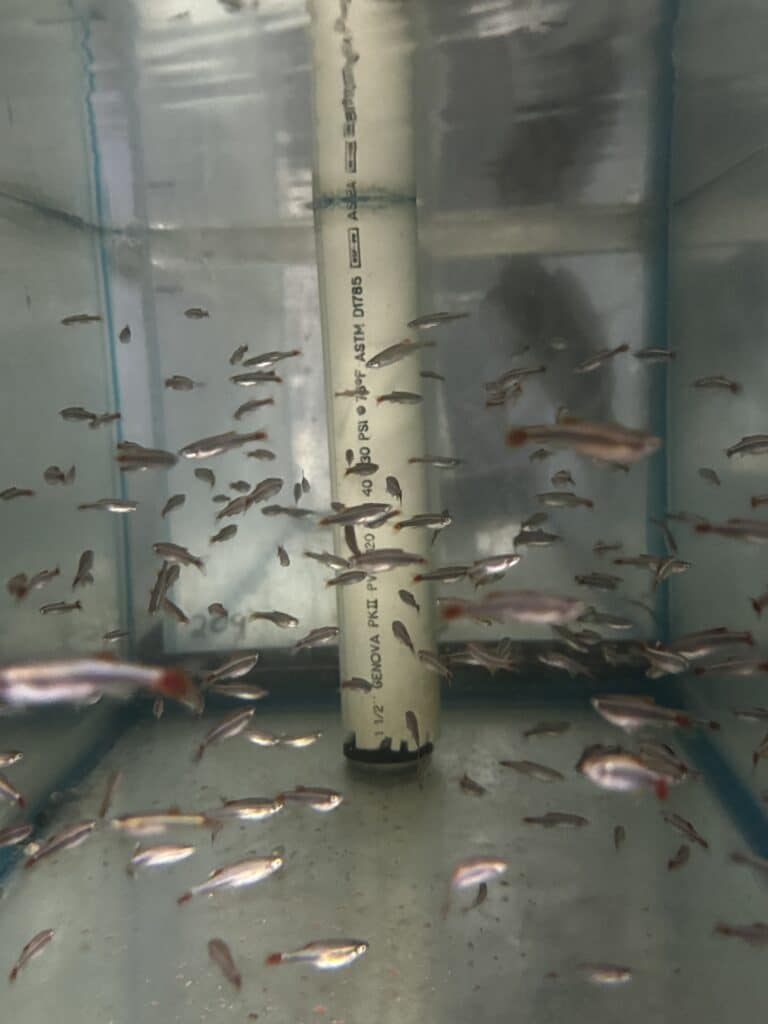 White Cloud Mountain Minnow - PJS Tropical Fish Inc