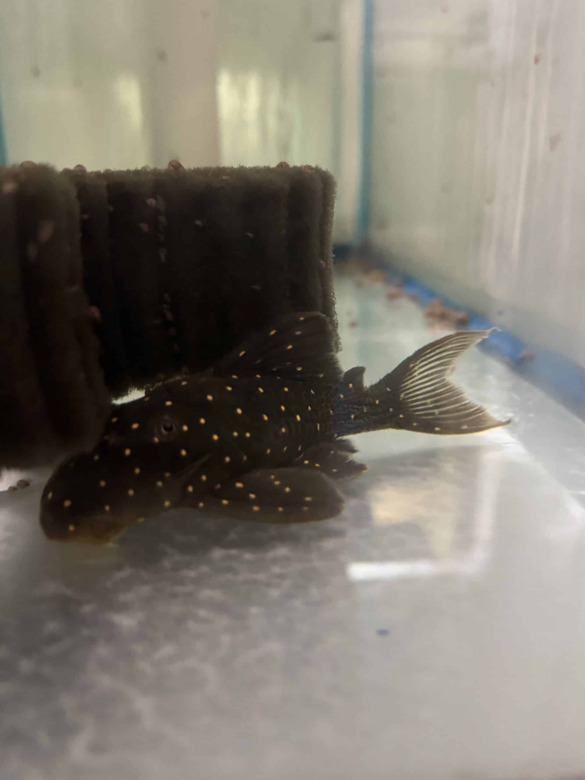 Pleco Mustard Spot - PJS Tropical Fish Inc