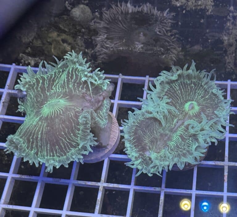 Coral Frag Elegance - PJS Tropical Fish Inc