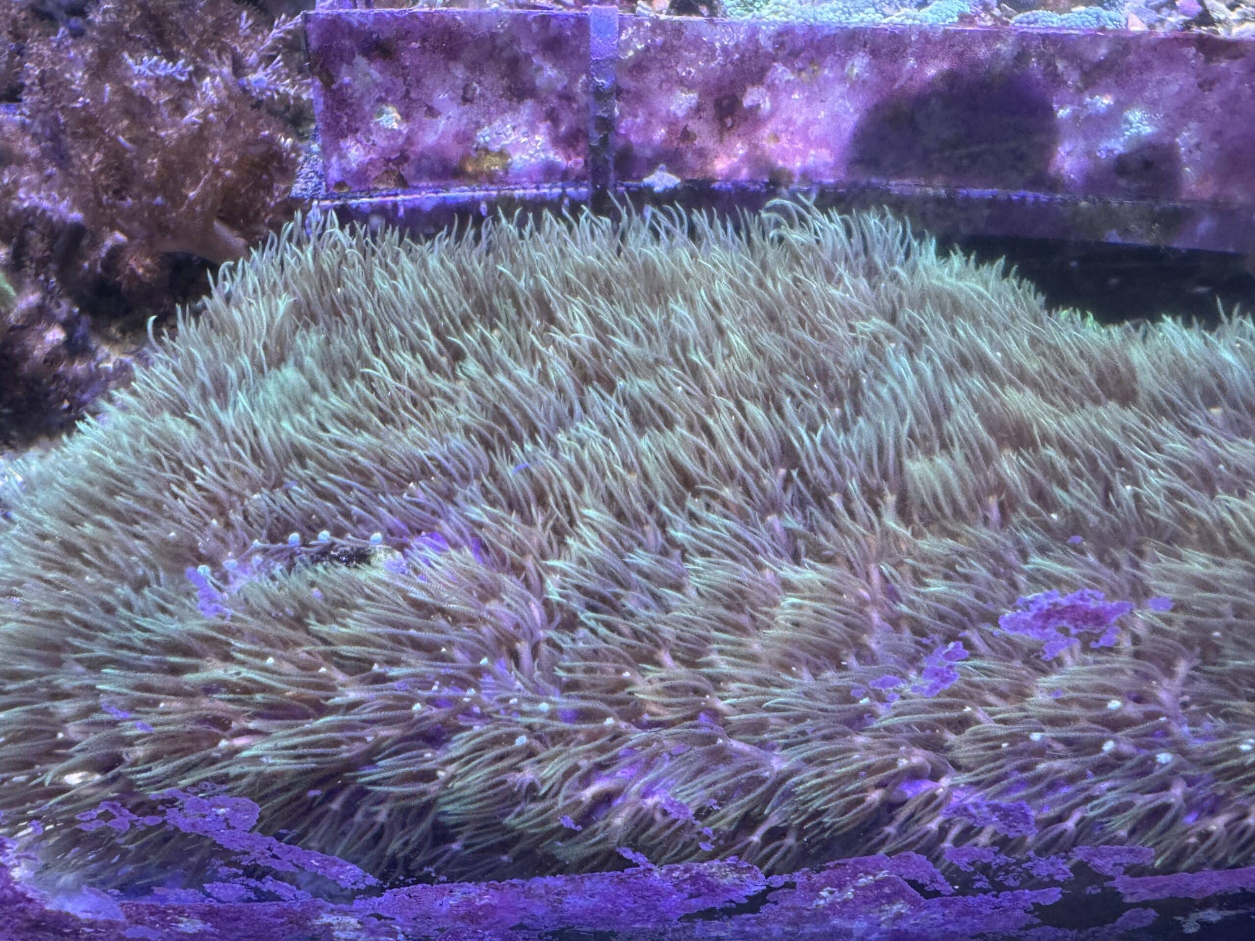 Coral Frag GSP Green Star Polyps Type 1 - PJS Tropical Fish Inc