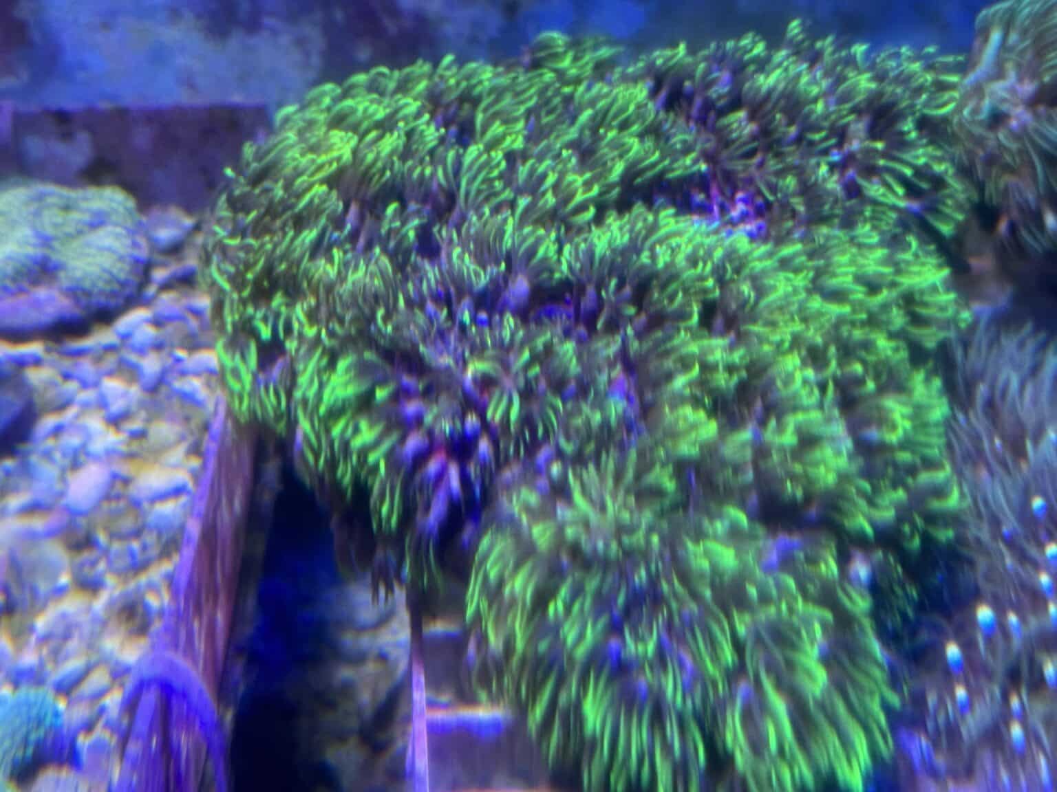 Coral Frag GSP Green Star Polyps Type 5 - PJS Tropical Fish Inc