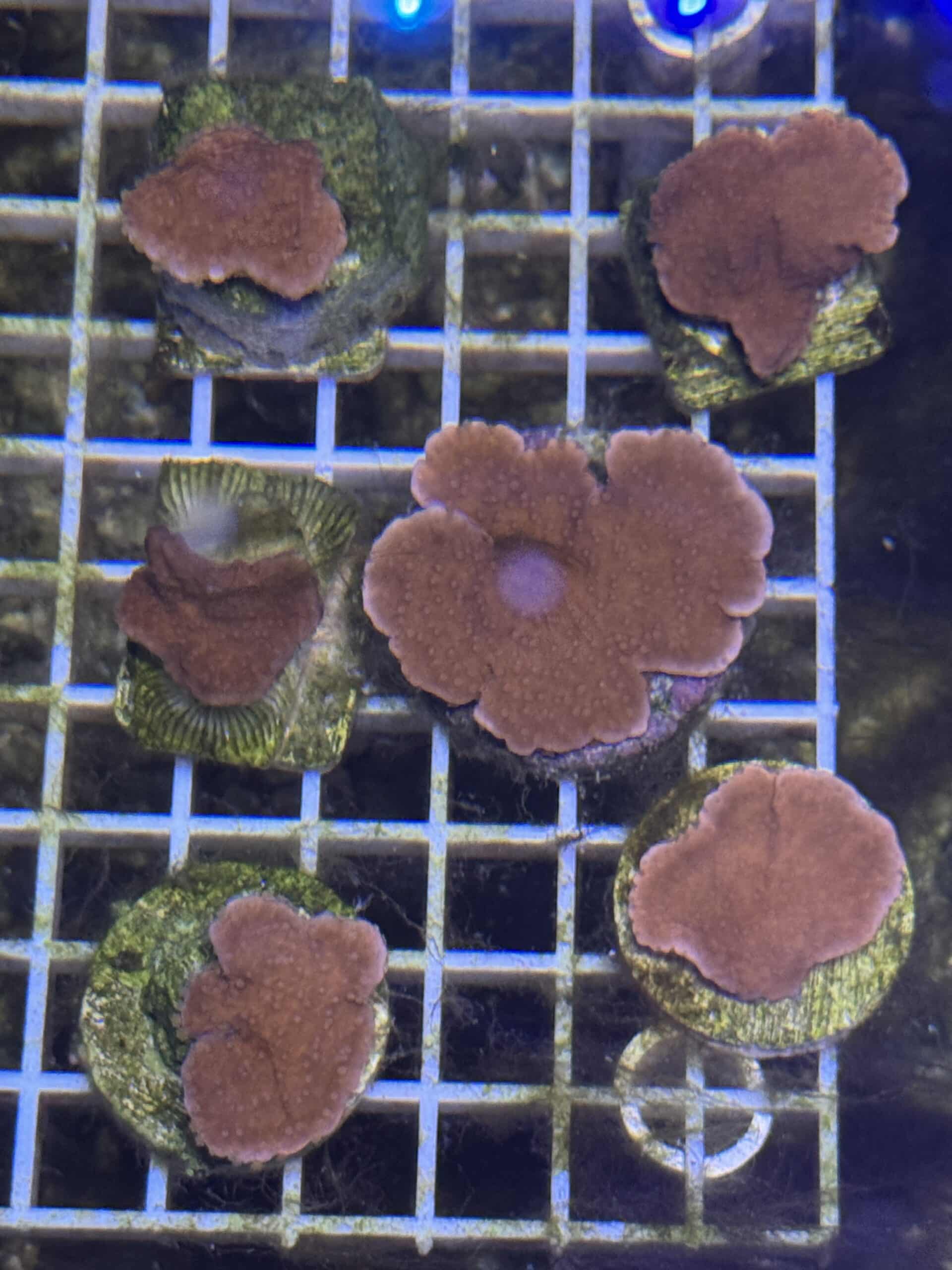 Coral Frag SPS Montipora Red - PJS Tropical Fish Inc