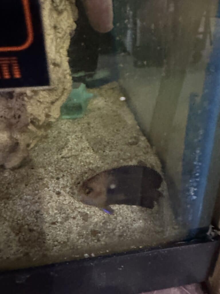 Angelfish Royal Blue Pygmy - PJS Tropical Fish Inc