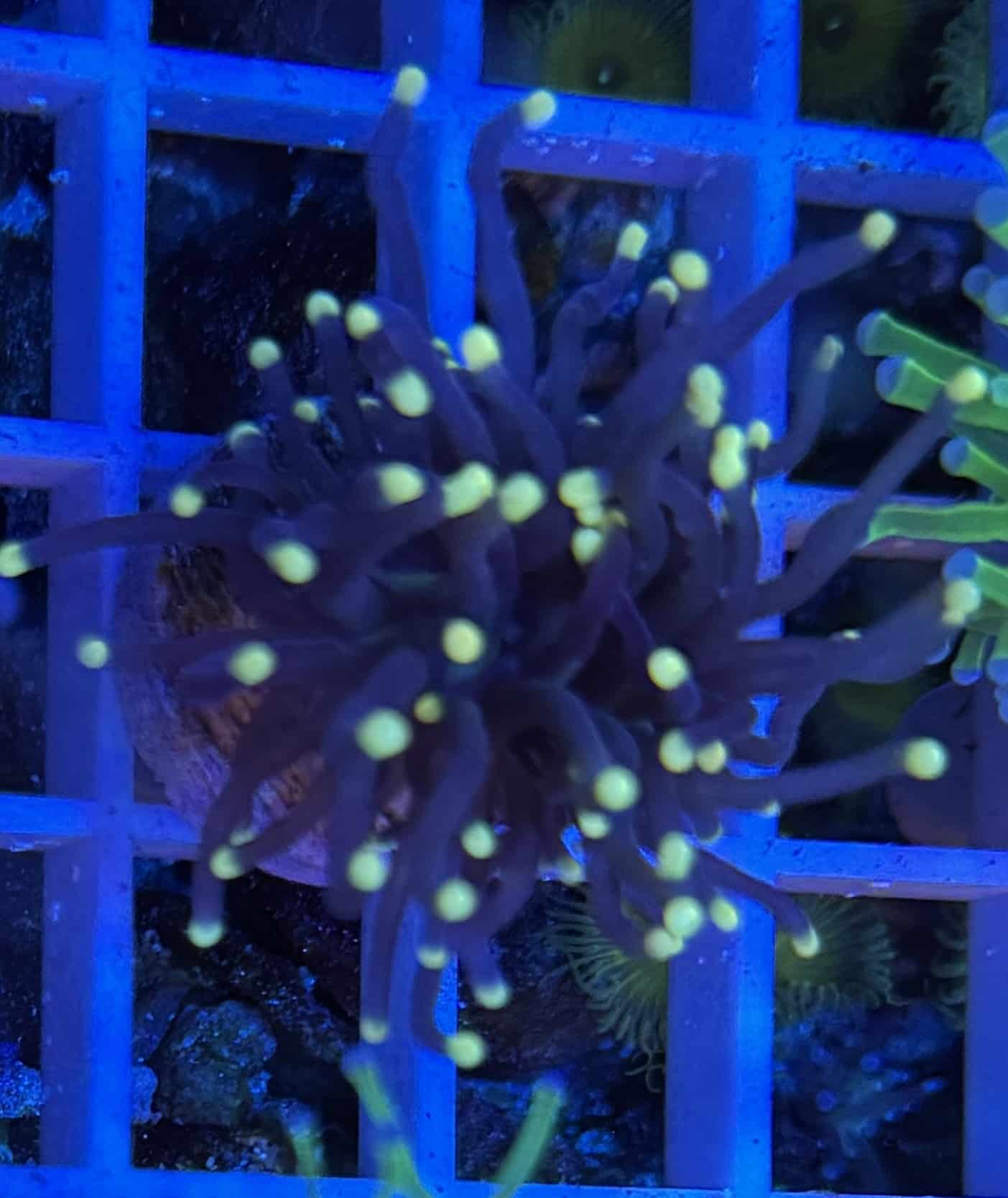 Coral Frag LPS Torch Black Yellow tip Euphyllia glabrescens CRV1-L3 ...