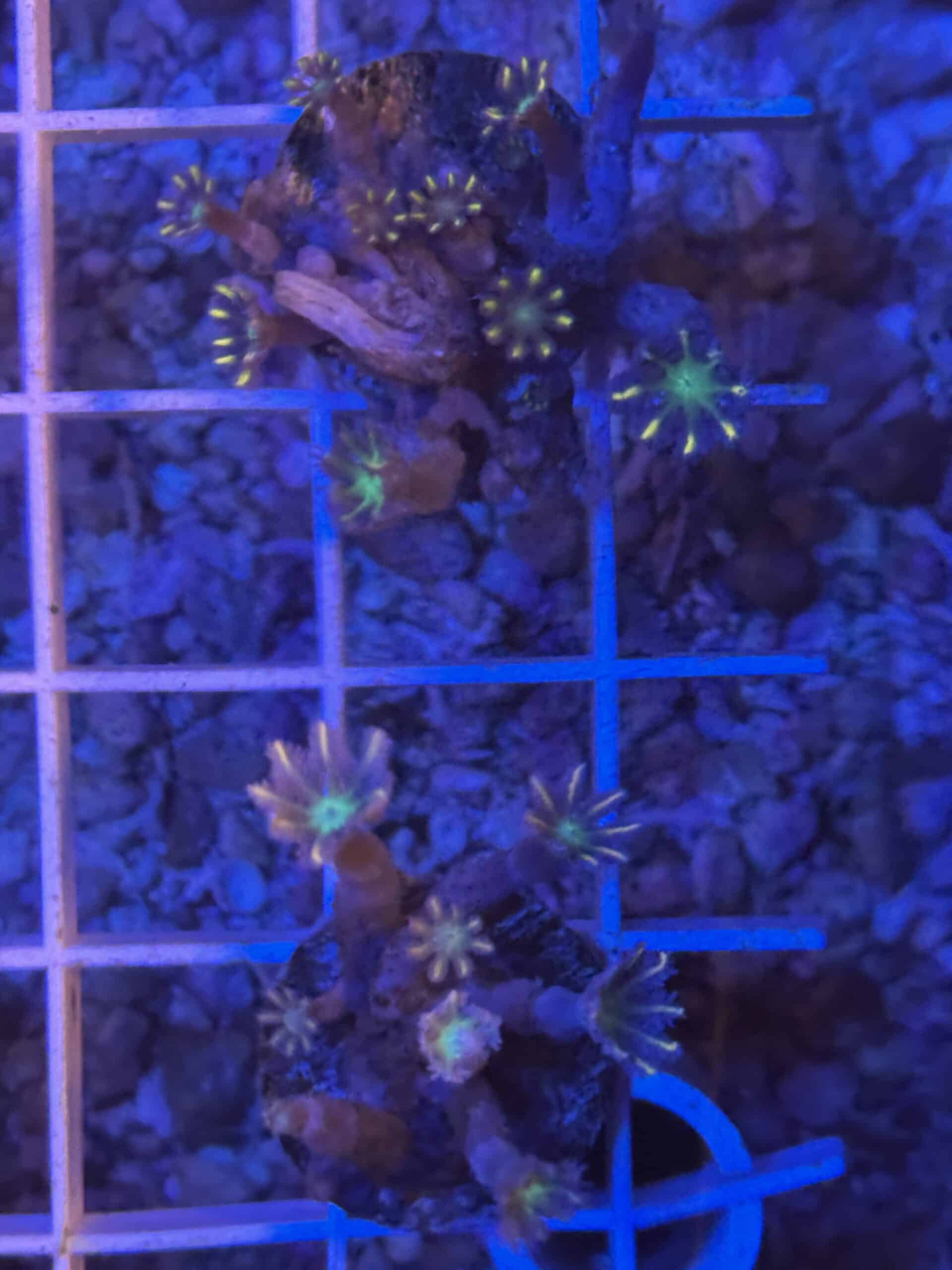 Coral Frag Soft Clove Firworks - PJS Tropical Fish Inc