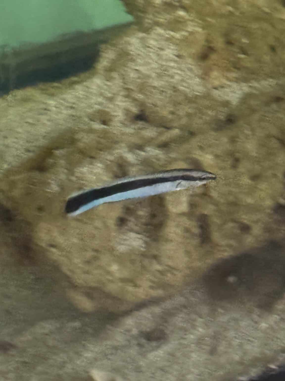 Wrasse Bluestreak Cleaner Labroides Dimidiatus 4"+ - PJS Tropical Fish Inc