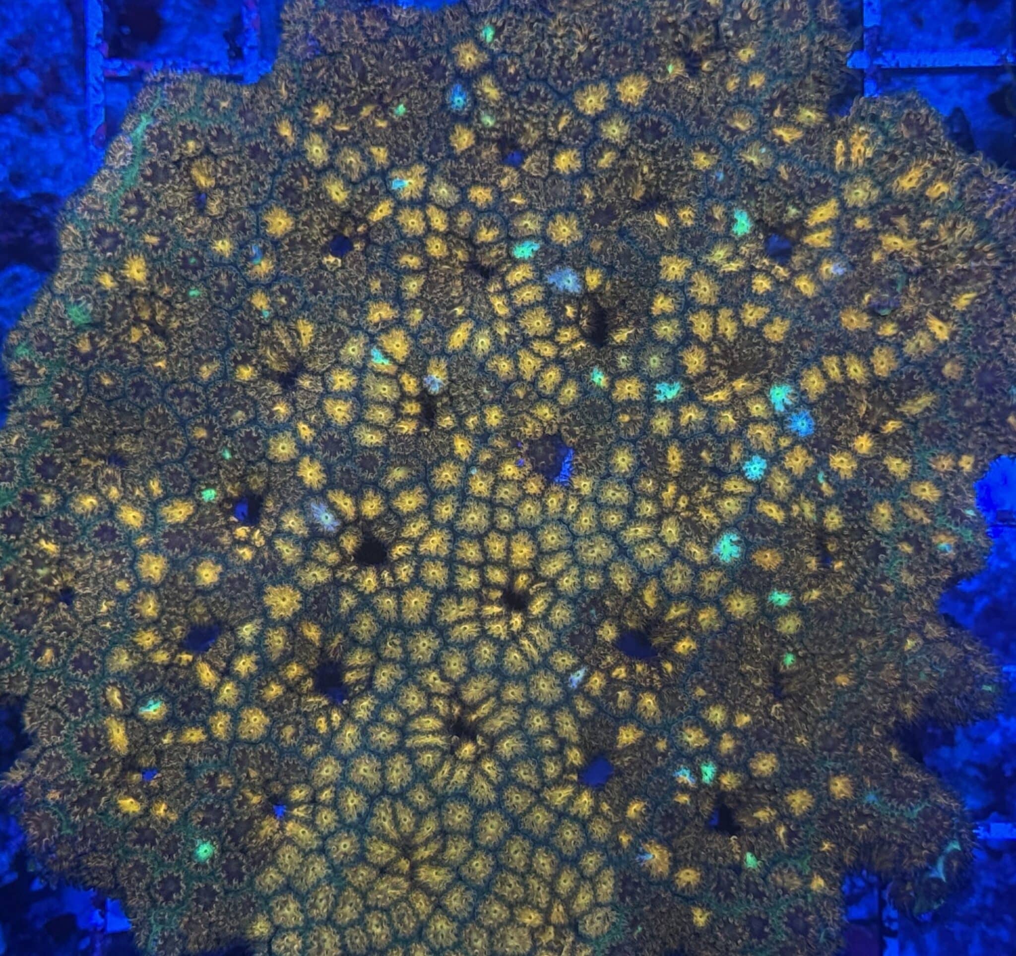 Coral Frag LPS Leptastea Orange Green Random Polyp Saltwater Reef - PJS ...
