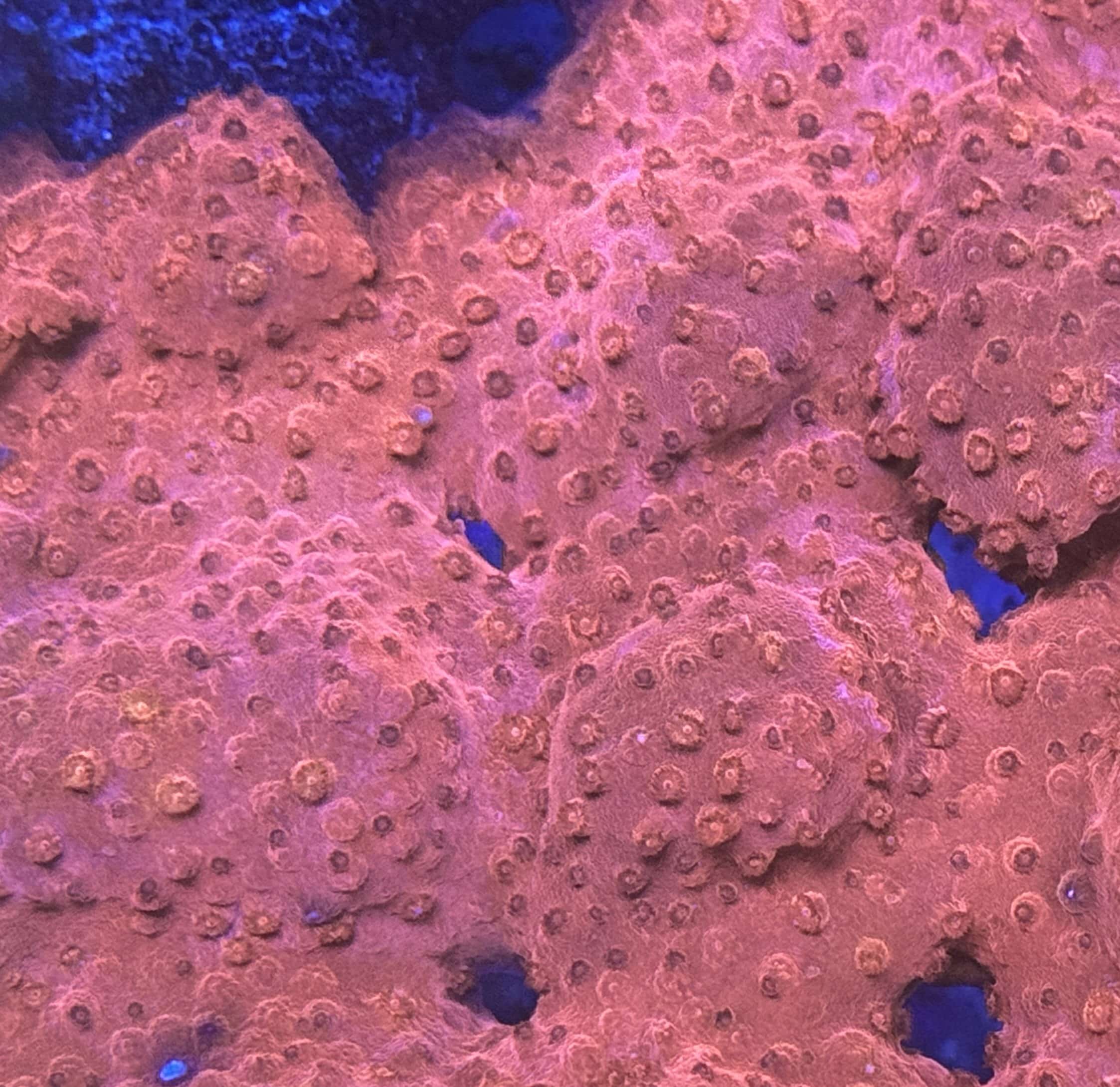 Coral Frag LPS Cyphastrea Red Saltwater Reef - PJS Tropical Fish Inc
