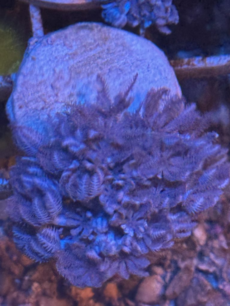 Coral Frag Soft Xenia Pulsing - PJS Tropical Fish Inc